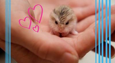 Tiny Pets that Will Make Your Life So Much Bigger - Freak 4 My Pet